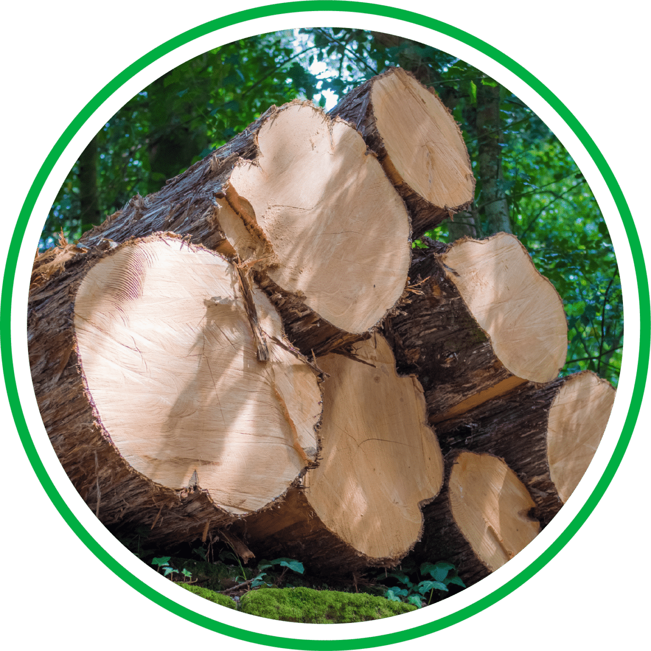 Overview of the Malaysian Timber Industry - Malaysian Timber Council